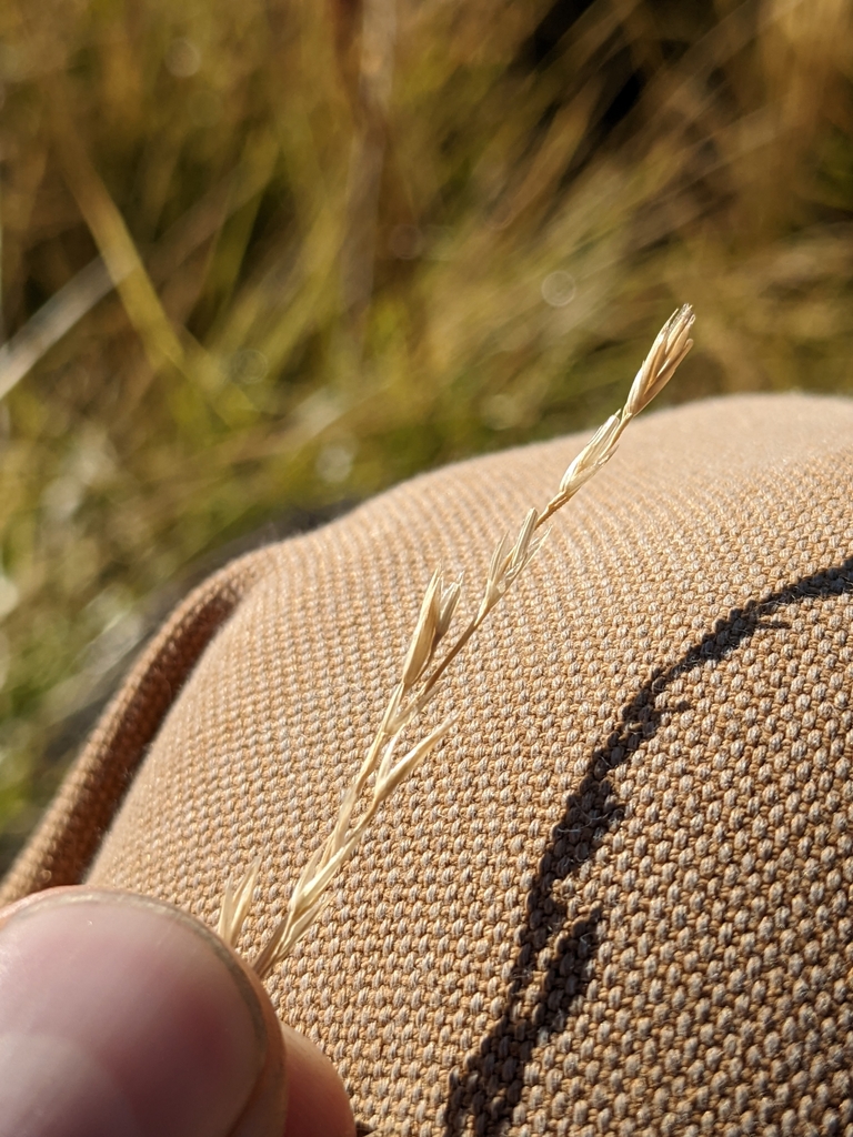 Poeae from Litchfield, CA 96117, USA on September 22, 2022 at 09:38 AM ...