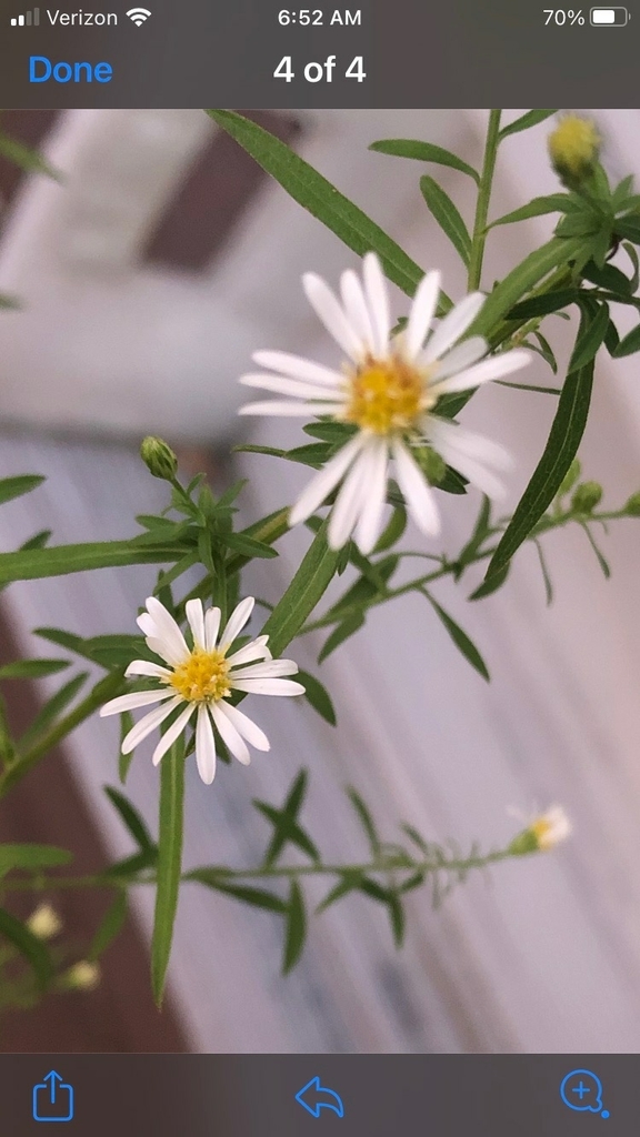 Small White Aster from 19014 on September 24, 2022 by Matt Bolduc ...