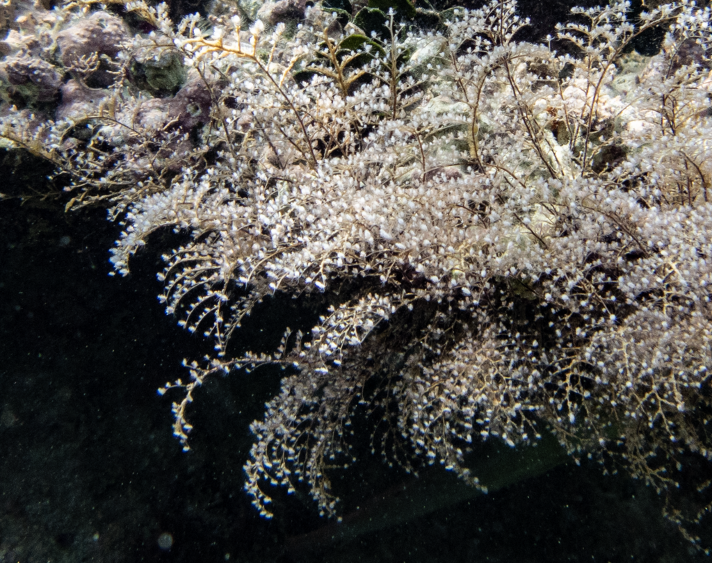 Christmas Tree Hydroid from Saint-Barthélemy on September 23, 2022 at ...