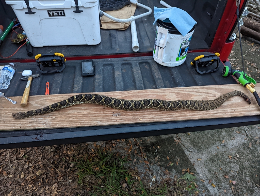 Eastern Diamondback Rattlesnake from Blackshear, GA 31516, USA on ...