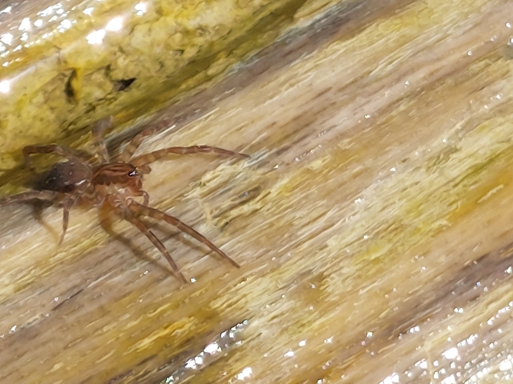 Pirate Otter Spider from נחל כזיב on September 24, 2022 at 01:01 PM by ...