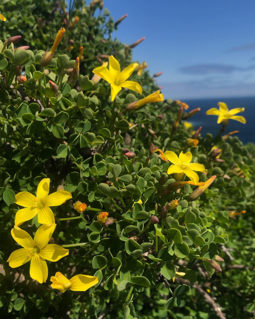 Giant Oxalis from Puerto Oscuro, Canela, Coquimbo, CL on September 24 ...