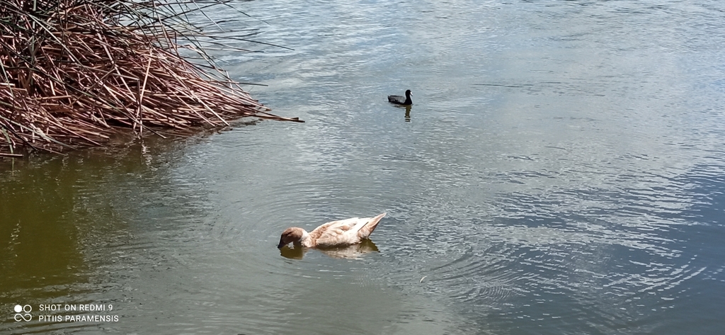 Mallard × Muscovy Duck from Paipa, Boyacá, Colombia on August 7, 2022 ...