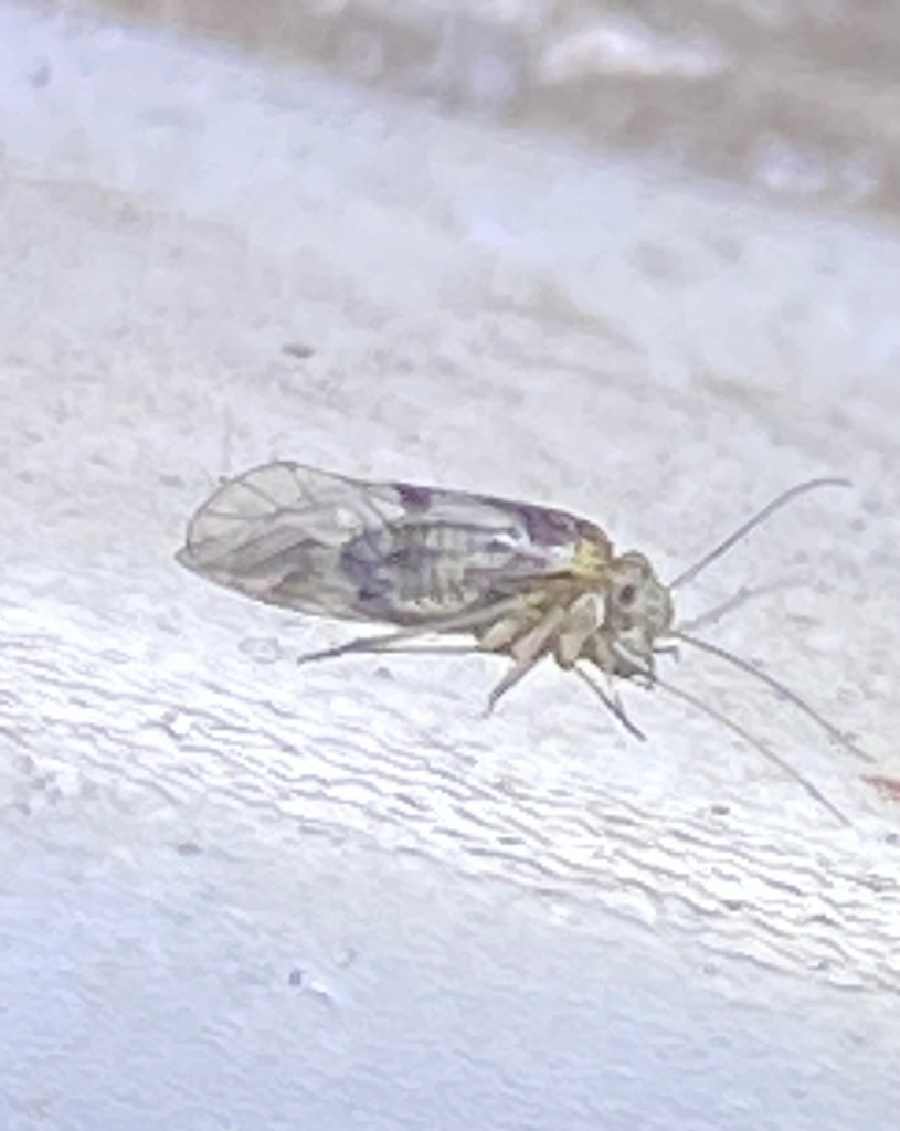 Barklice, Booklice, and Parasitic Lice from Windsor Park, Austin, TX ...