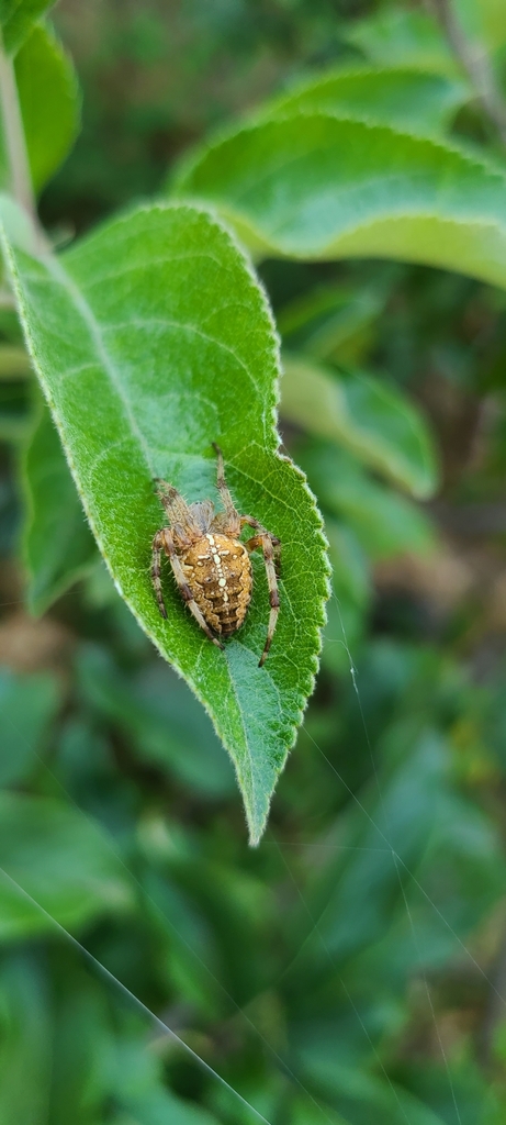 Cross Orbweaver from Lacey, WA 98503, USA on September 9, 2022 at 01:01 ...