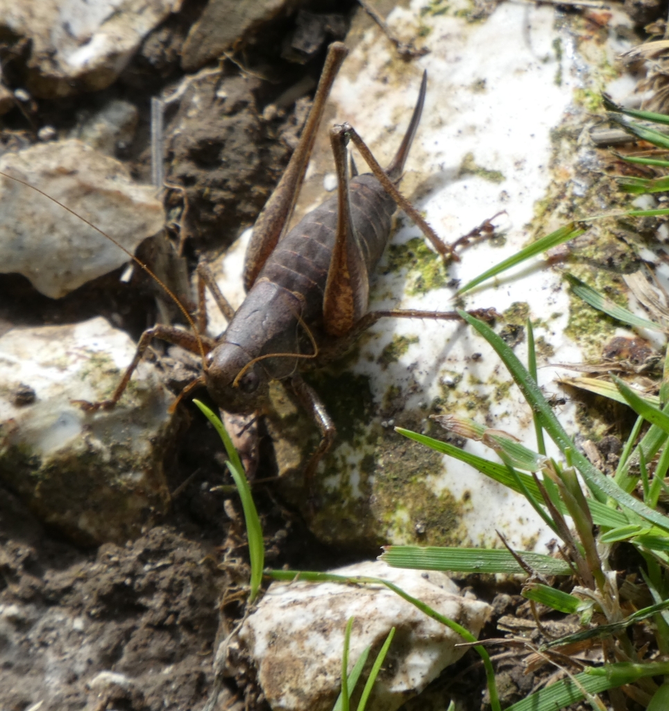 Dark Bush-cricket from Washington, Pulborough RH20 4BA, UK on September ...