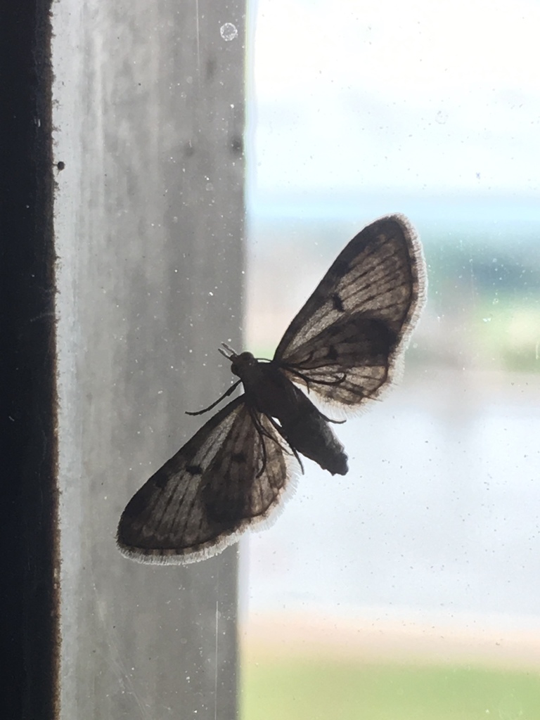 Pug Moths from Old Courthouse, St. Louis, MO, US on August 15, 2018 at ...