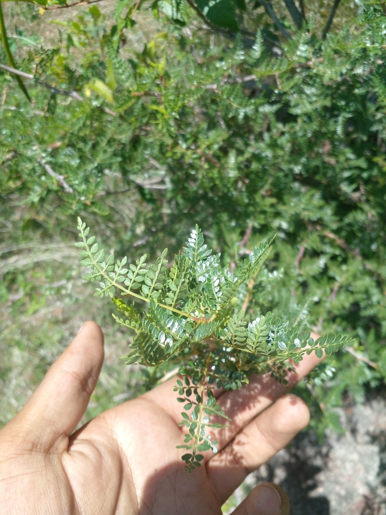 Bursera bipinnata from Santa Cruz de Juventino Rosas, MX-GJ, MX on ...