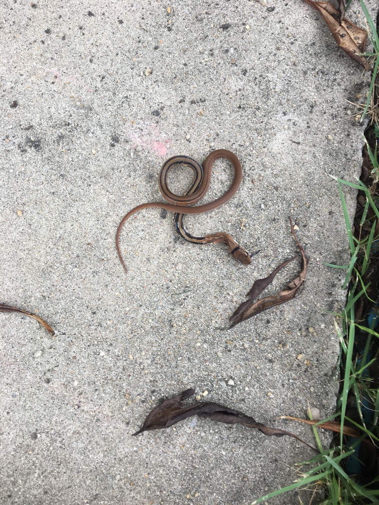 Copperhead Rat Snake from 53/48 Muban Pruksa Village Soi 8, Samut ...
