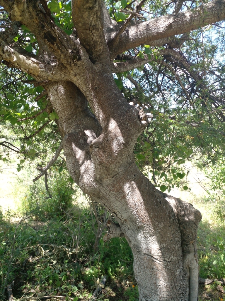 Bursera bipinnata from Santa Cruz de Juventino Rosas, MX-GJ, MX on ...