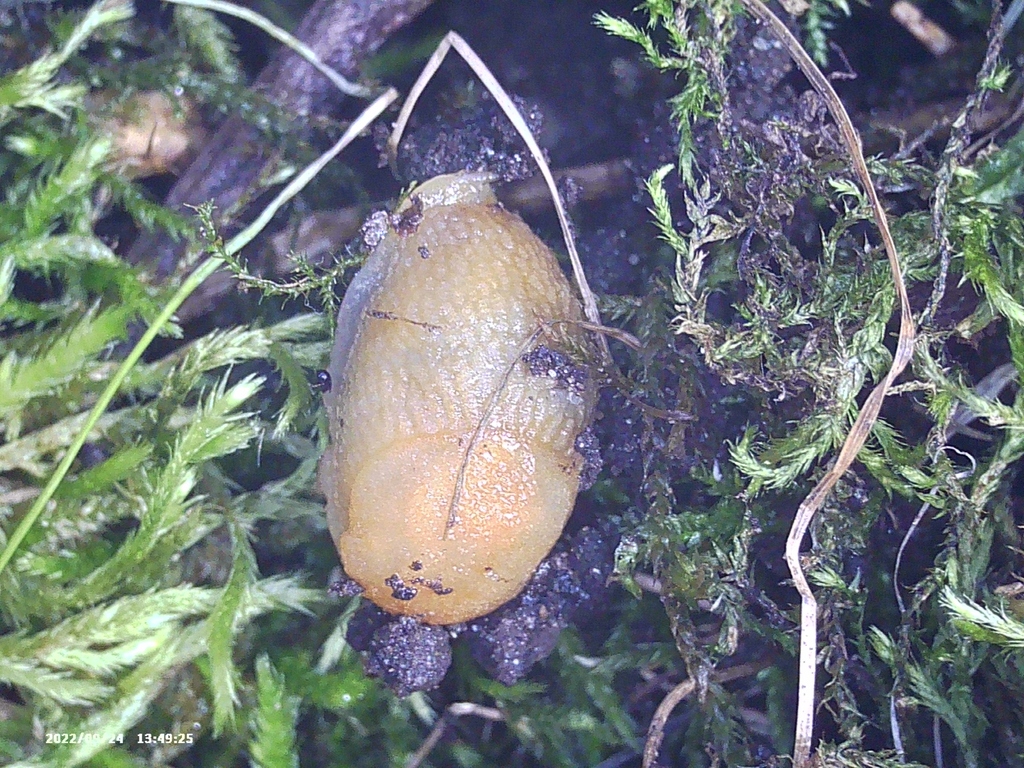 Dusky Slugs from 11 Windy Ridge Rd, Warren, CT 06754, USA on September ...