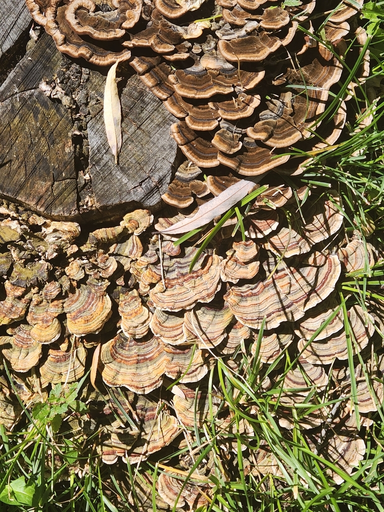 turkey-tail from Klamath County, US-OR, US on September 24, 2022 at 01: ...