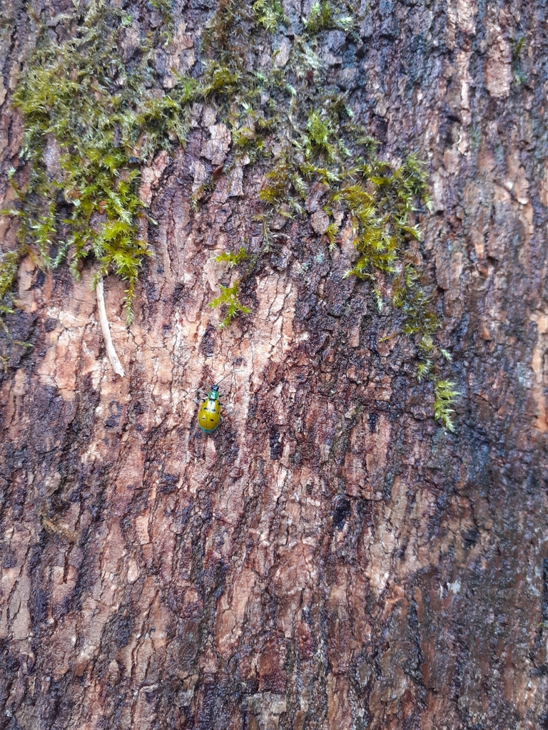 Water, Rove, Scarab, Long-horned, Leaf, and Snout Beetles from Reserva ...