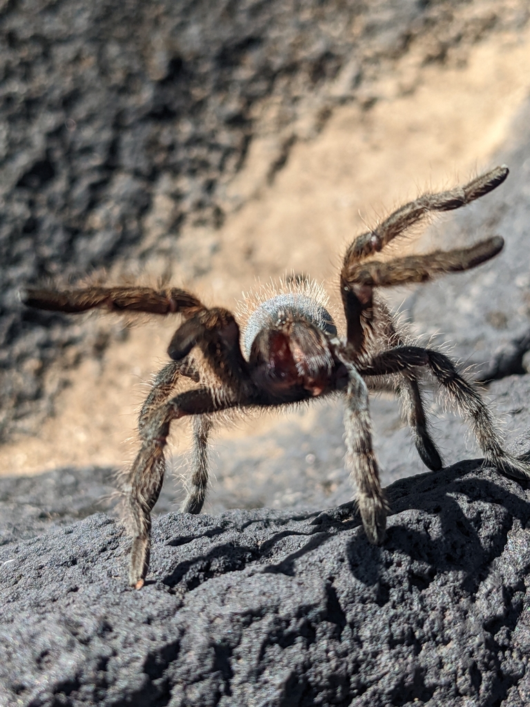 Grand Canyon Black Tarantula from Taos County, NM, USA on September 23 ...