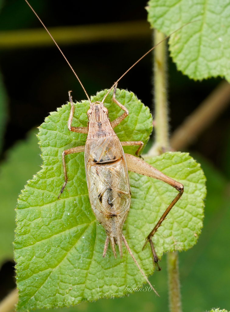Japanese Pine Cricket from Dama Mountain, Pukou District, Nanjing ...