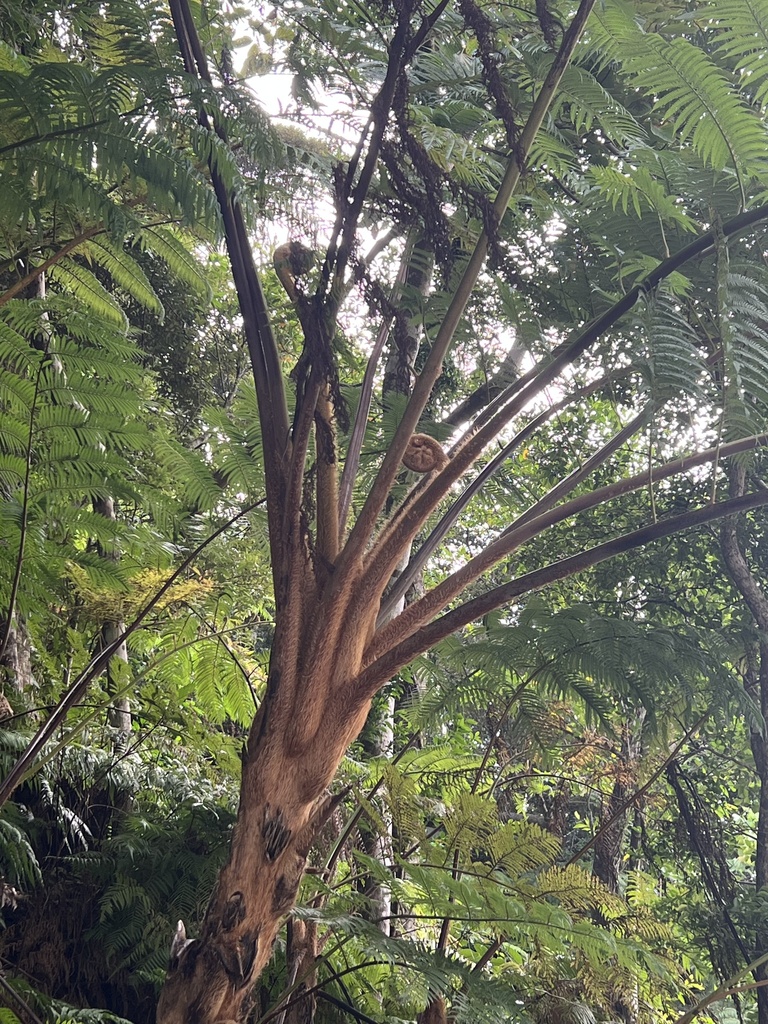 Flying Spider Monkey Tree Fern from Sukuta, Nago, Okinawa, JP on ...