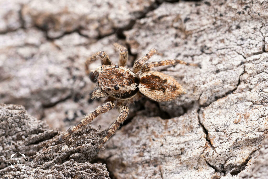 Mexigonus minutus from Marina, San Diego, CA, 美国 on September 24, 2022 ...