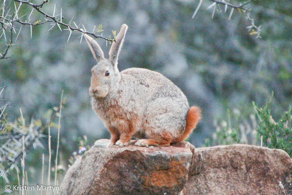 Natal Red Rockhare from Mountain Zebra, South Africa on September 28 ...