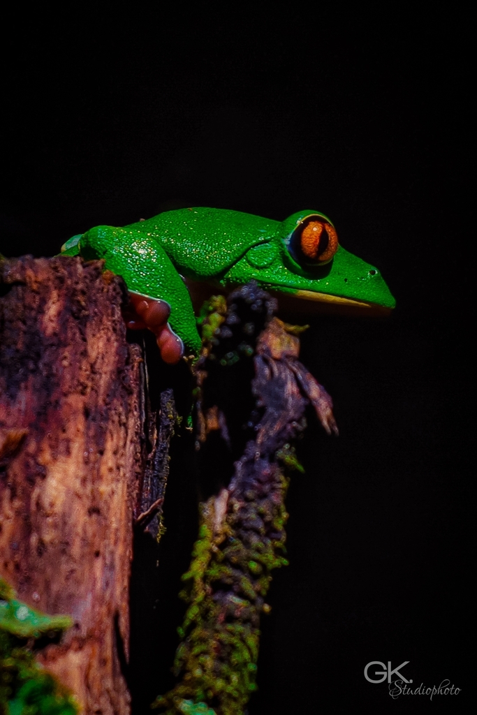 Blue-sided Tree Frog in September 2020 by Geiner Gonzalez · iNaturalist