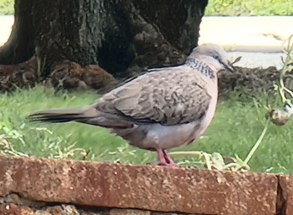 Stripe-winged Spotted Dove from Currambine WA 6028, Austrálie on ...