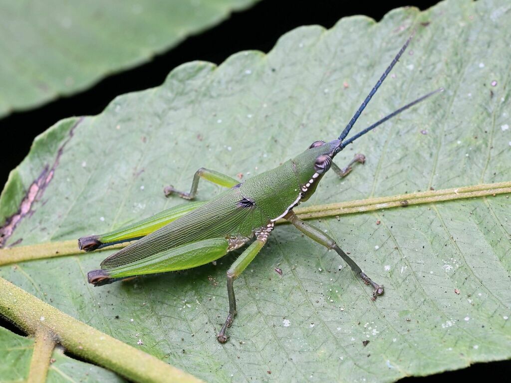 Tagasta indica from 中国云南省西双版纳傣族自治州勐腊县 on September 24, 2022 at 08:09 PM ...