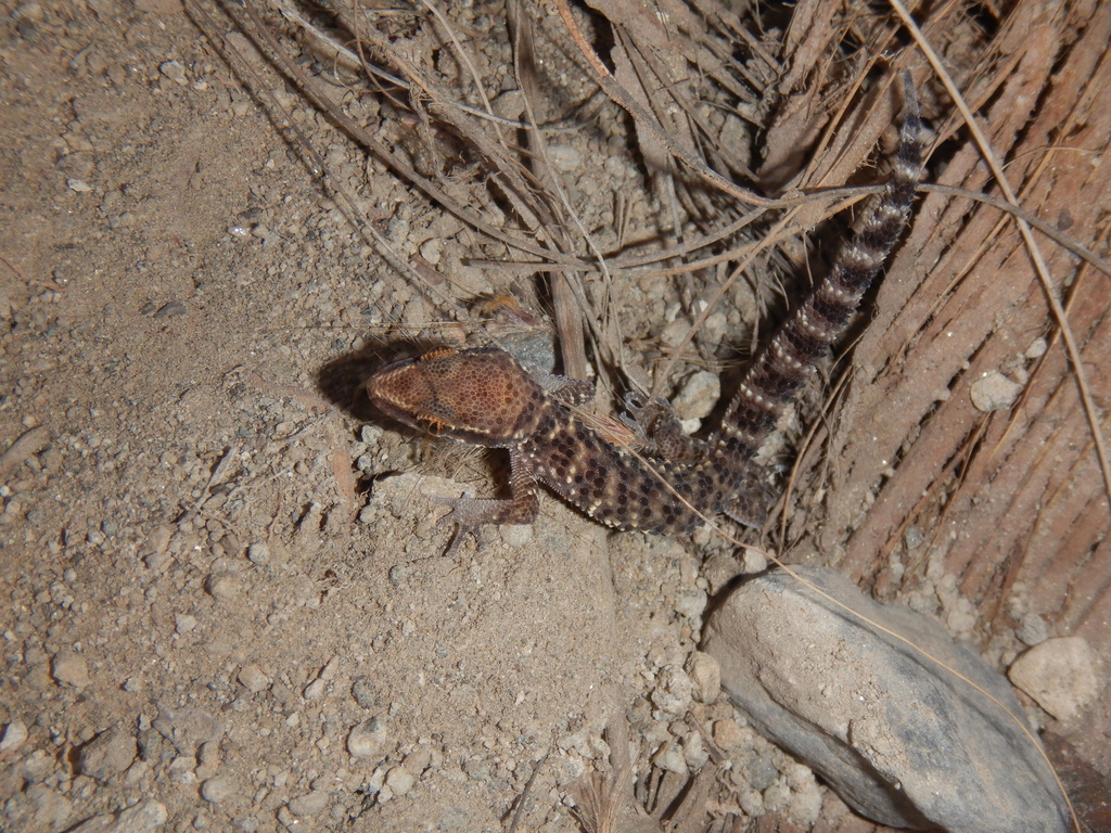 Lima Leaf-toed Gecko in September 2022 by jocean · iNaturalist