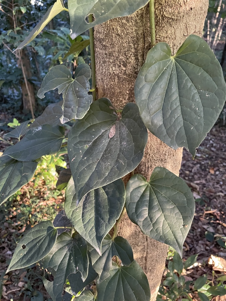 Australian Pepper Vine from Mount Coot-Tha Rd, Mount Coot-Tha, QLD, AU ...