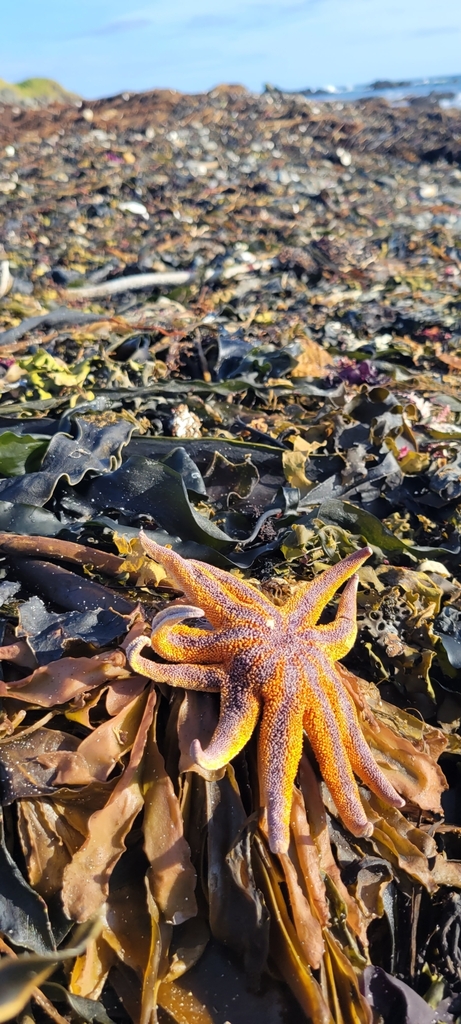 Smooth Sun Stars from Aleutians West, AK, USA on September 19, 2022 at ...