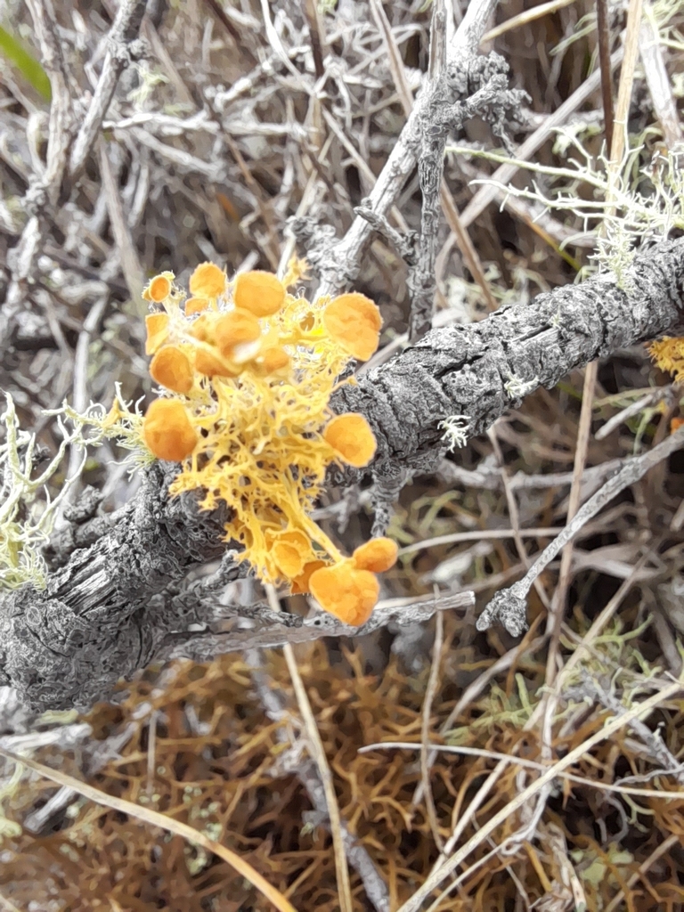 Golden-eye Lichen from Birdlings Flat, New Zealand on September 25 ...
