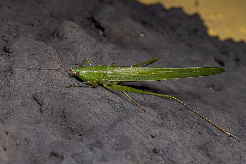 Common Coneheads from Itajá - GO, Brasil on September 24, 2022 at 10:47 ...