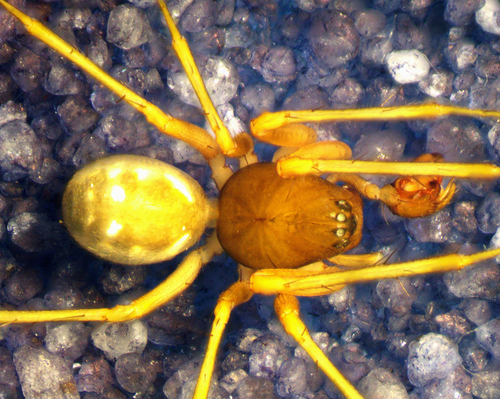 Cupid's Money Spider (Laperousea blattifera) · iNaturalist