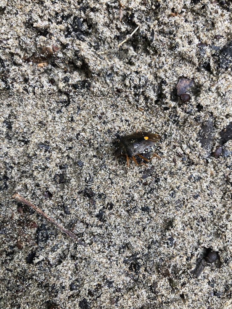 Forest Bug from Noordhollands Duinreservaat, Castricum, Noord-Holland ...
