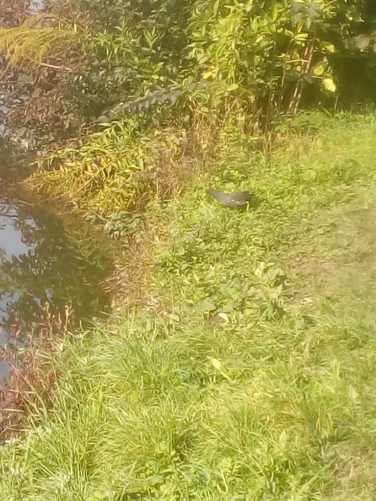 Common Moorhen from 196 00 Praha-Čakovice, Česko on September 25, 2022 ...