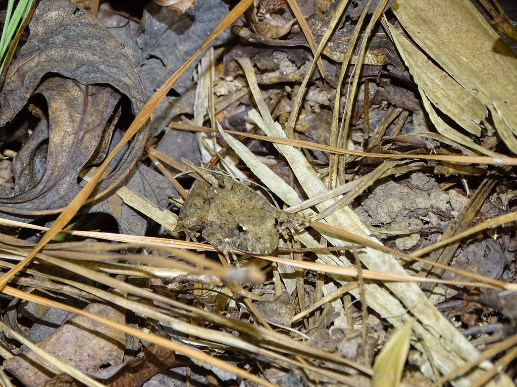 Southern Cricket Frog from Southwest Raleigh, Raleigh, NC, USA on ...