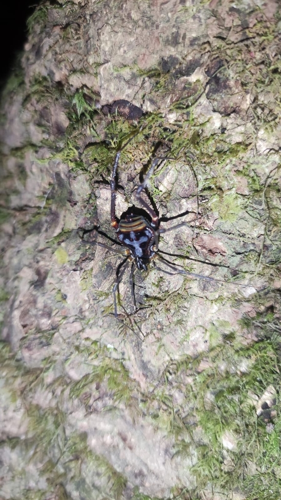Sadocus asperatus from Panguipulli, Los Ríos, Chile on September 24 ...