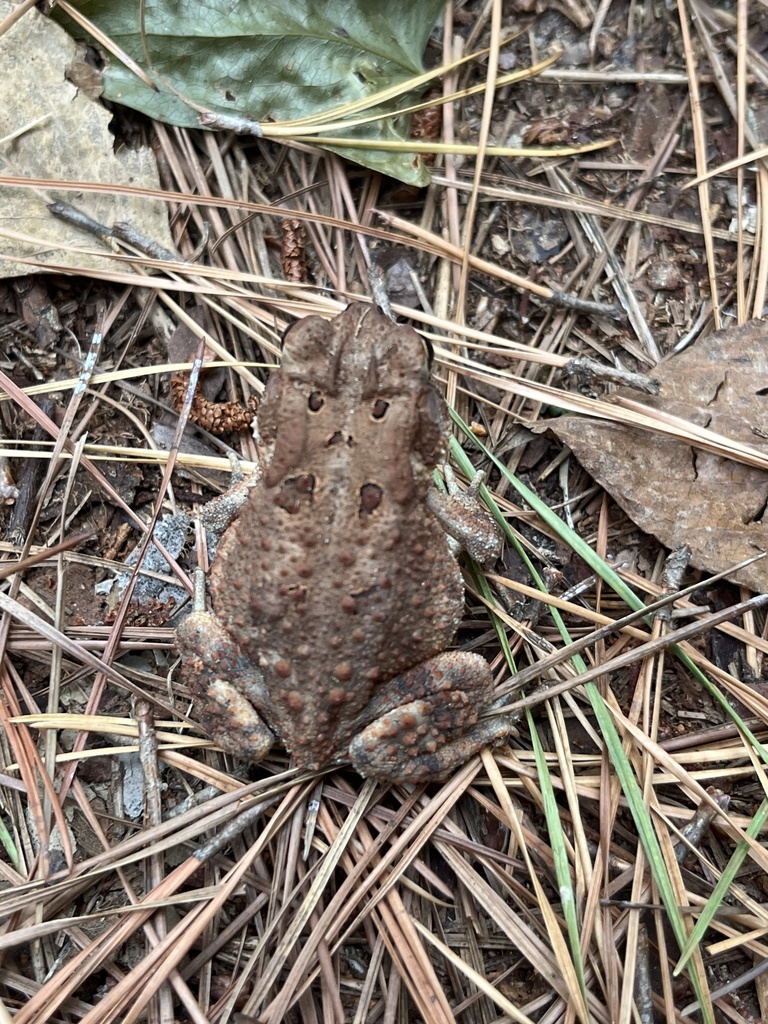 Southern Toad from Nags Head, NC, US on September 25, 2022 at 08:33 AM ...