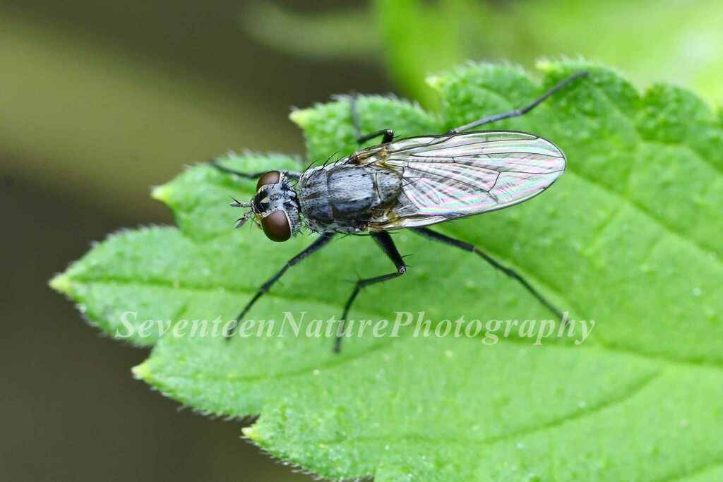 Lispe assimilis from 中国江苏省南京市浦口区 on September 24, 2022 at 08:24 PM by ...