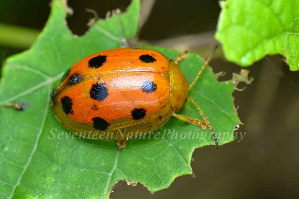 Oides decempunctata from 中国江苏省南京市浦口区 on September 24, 2022 at 08:29 PM ...