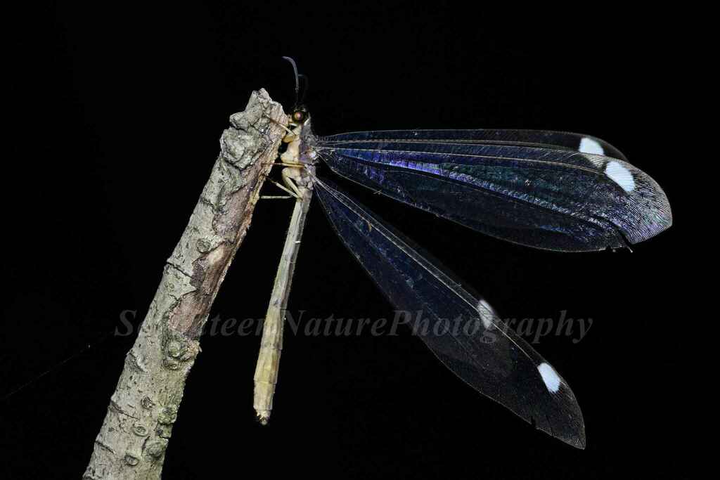 Baliga from 中国江苏省南京市浦口区 on September 24, 2022 at 08:35 PM by 石柒 ...