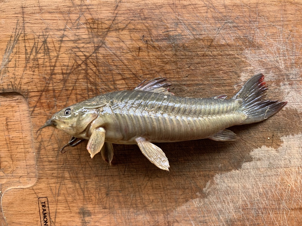 Brown Hoplo from Marabá, PA, BR on September 25, 2022 at 09:32 AM by ...
