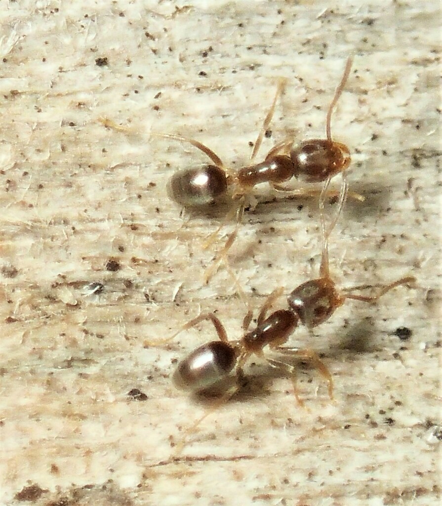 Doleromyrma from Sandringham, Bay Road Heathland Sanctuary, VIC ...