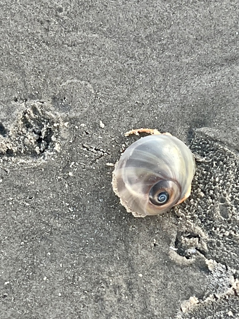 Moon snails from Port Aransas Beach, Port Aransas, TX, US on September ...