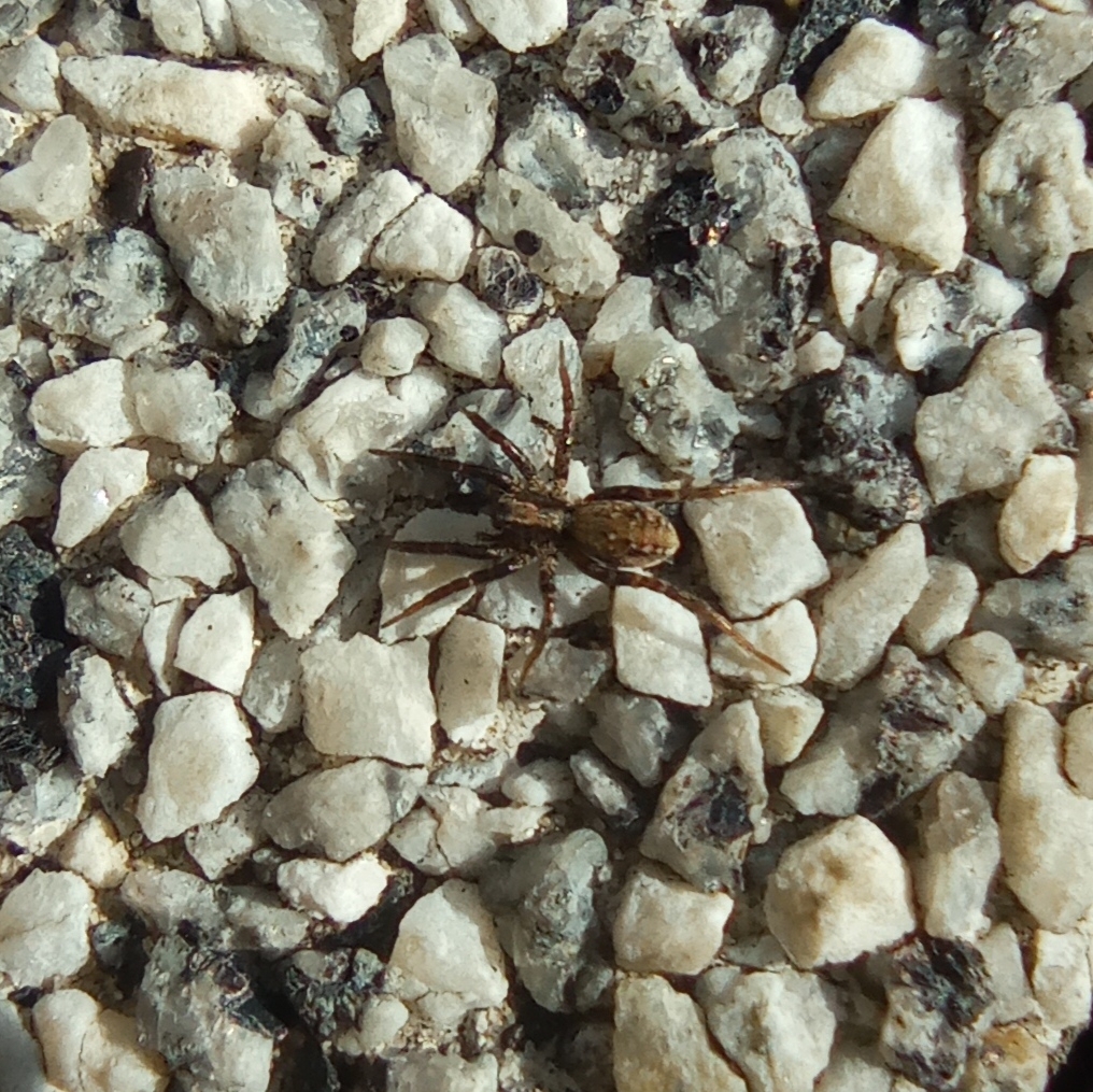 Wolf Spiders from 95-200 Pabianice, Polska on September 25, 2022 at 03: ...