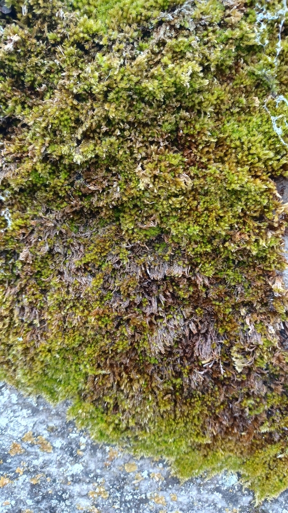 Silky Wall Feather-moss from 61500 Sées, France on September 25, 2022 ...