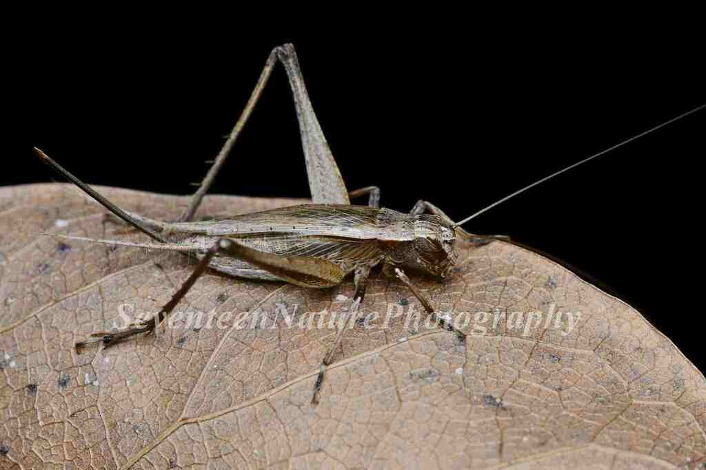 Japanese Pine Cricket from 中国江苏省南京市浦口区 on September 24, 2022 at 09:08 ...