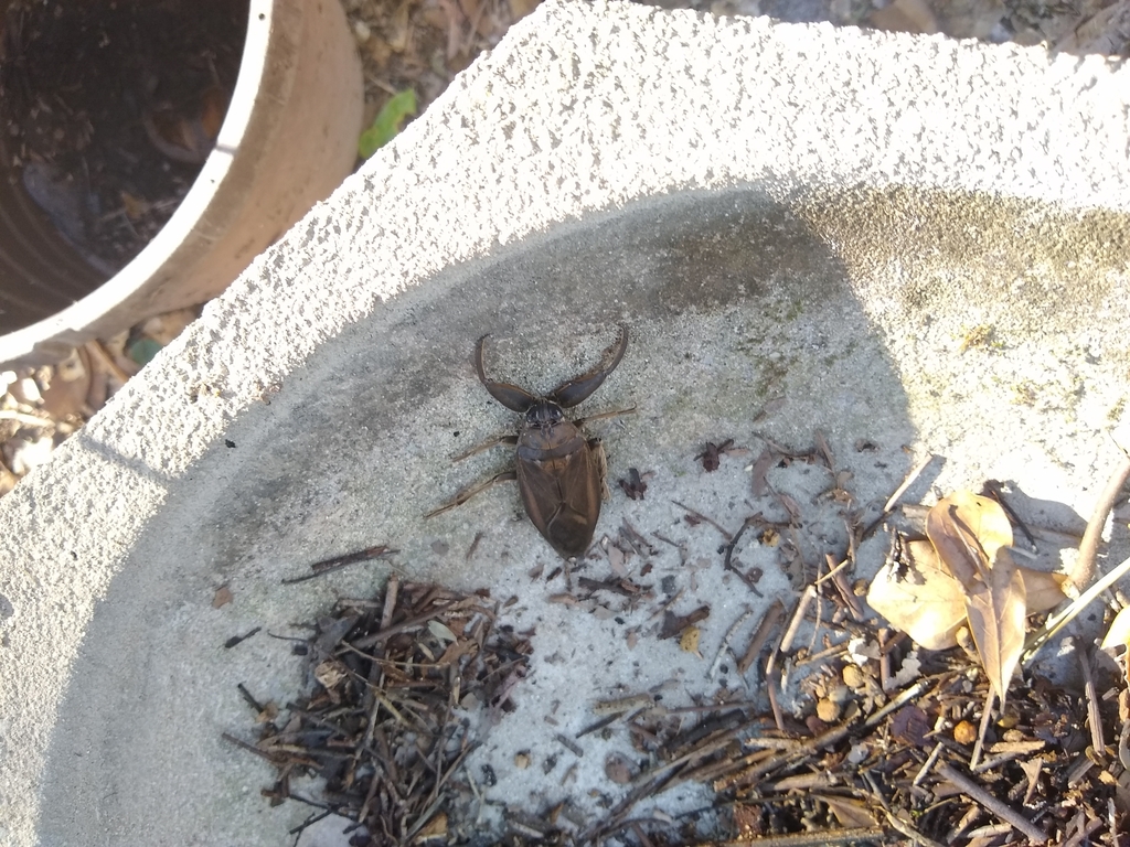 Uhler's Giant Water Bug from Tallahassee, FL 32305, USA on September 24 ...