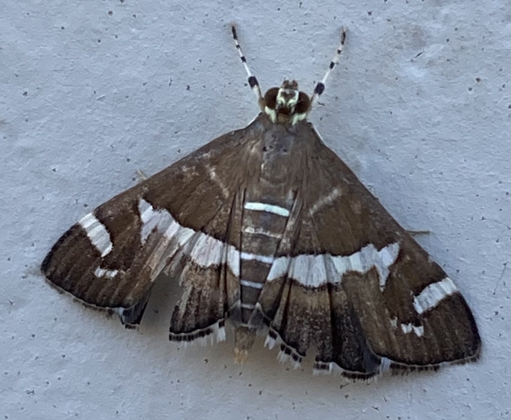Hawaiian Beet Webworm Moth from University Dr E, College Station, TX ...