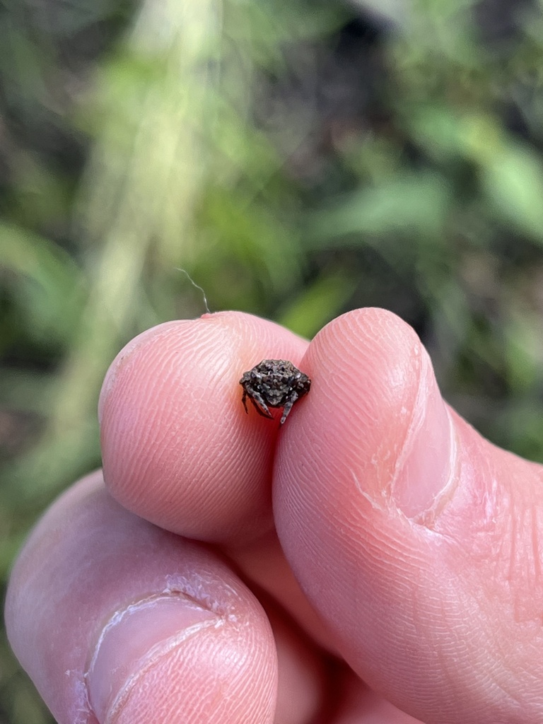 Big-eyed Toad Bug from Obion County, US-TN, US on September 24, 2022 at ...