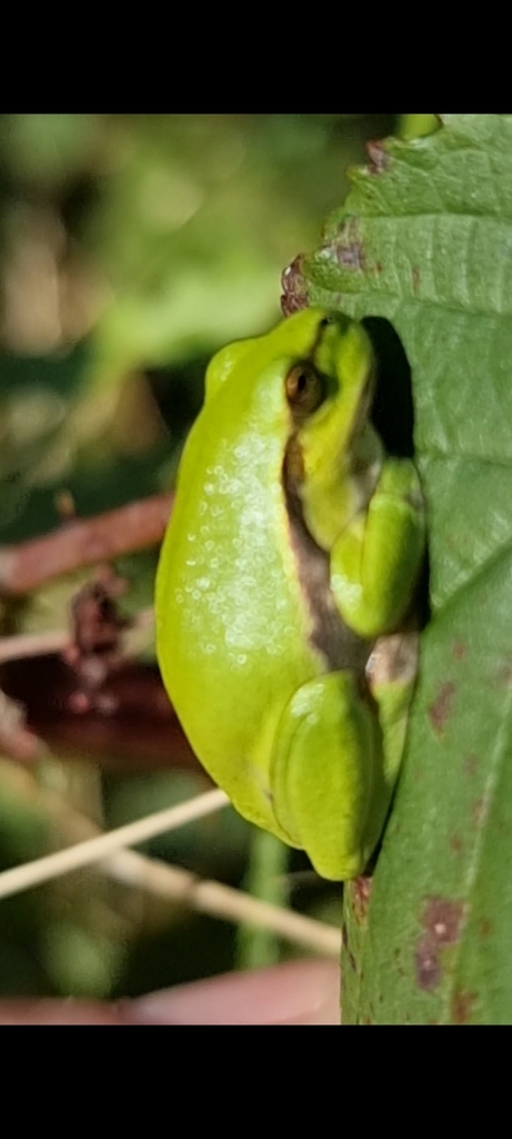 European Tree Frog from Moesgaard Museum, 8270 Højbjerg, Danmark on ...