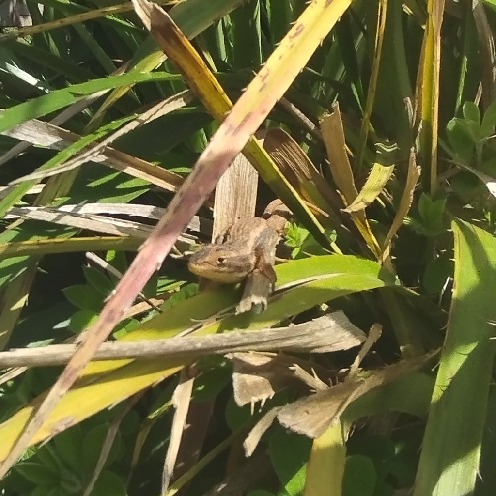 Chilean Tree Iguana from Valparaíso, Chile on September 15, 2022 at 12: ...